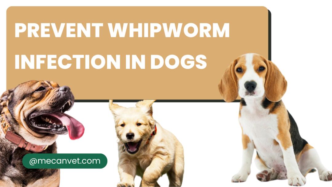 Whipworm Disease Prevention and Control in Dogs